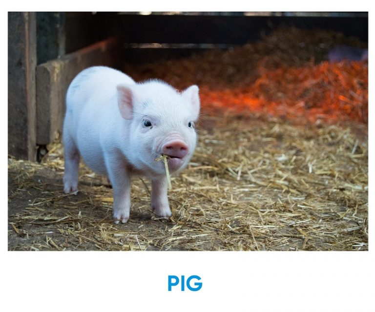What Animal Am I? PIG – Iq test for free